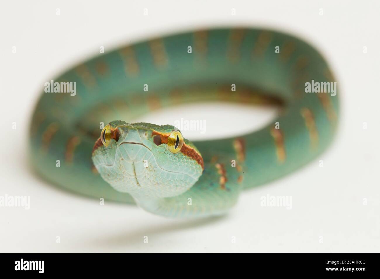 Wagler's pit viper (Tropidolaemus wagleri) isolated on white background ...