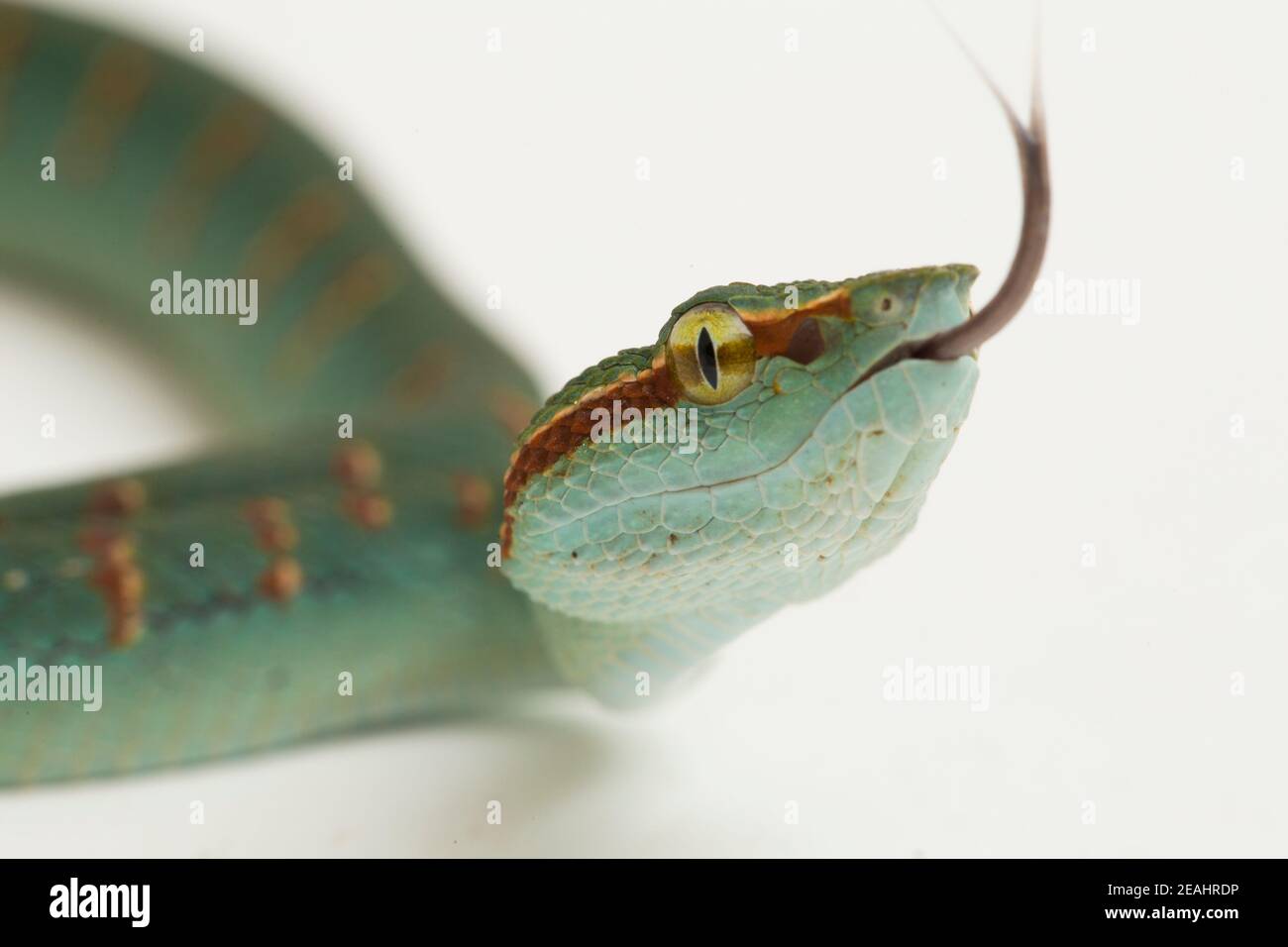 Wagler's pit viper (Tropidolaemus wagleri) isolated on white background ...