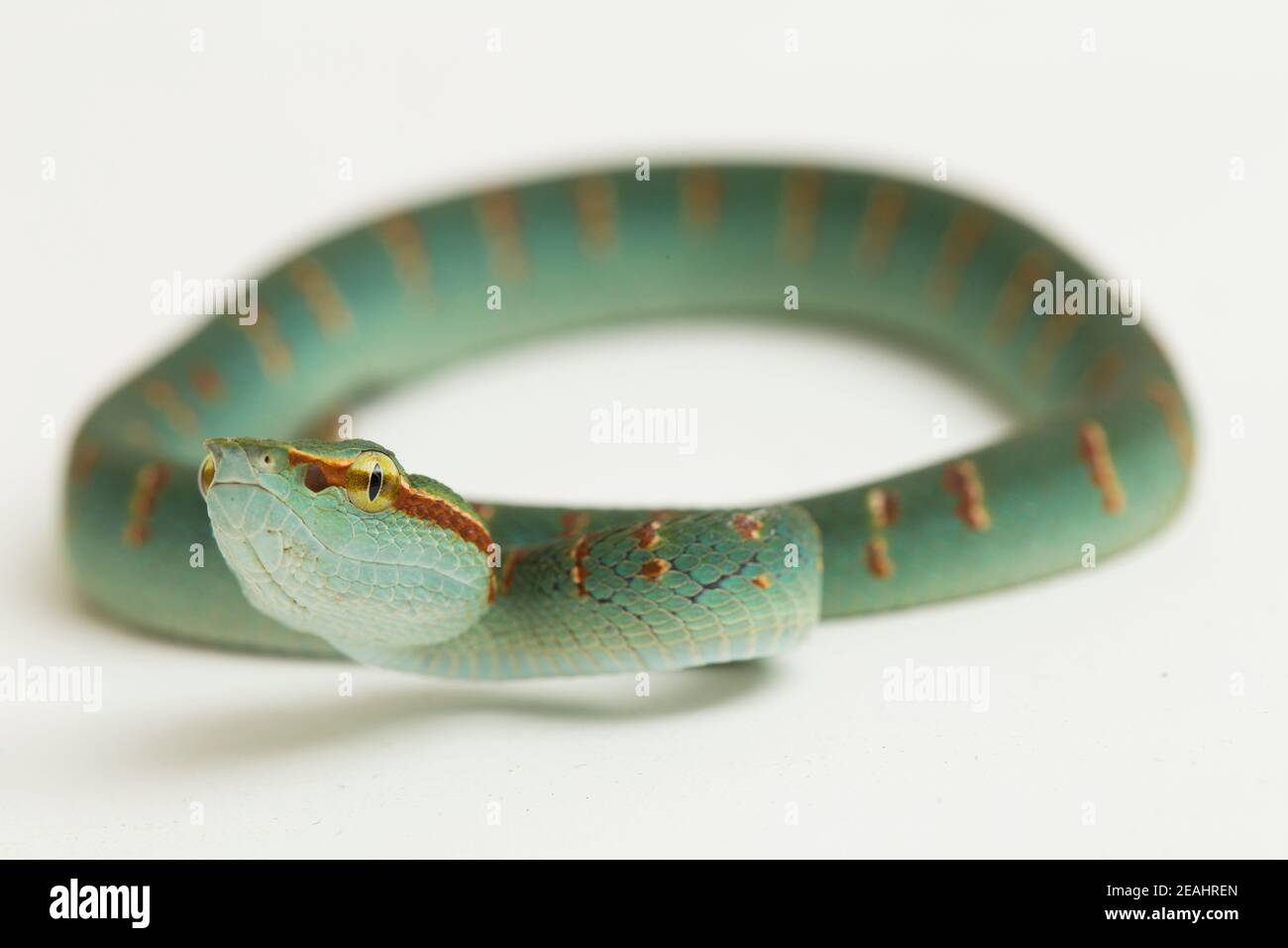 Wagler's pit viper (Tropidolaemus wagleri) isolated on white background ...