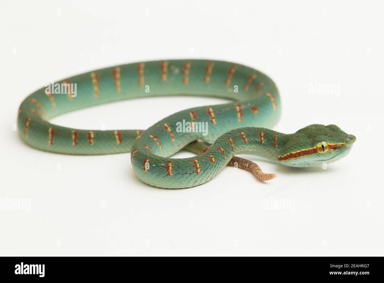 Wagler's pit viper (Tropidolaemus wagleri) isolated on white background ...