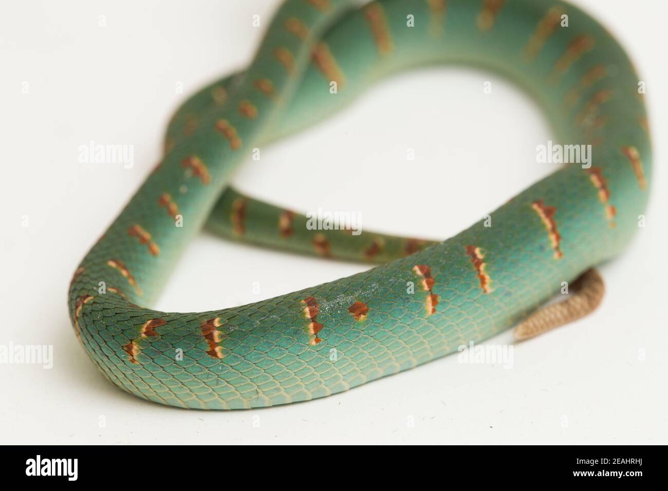 Wagler's pit viper (Tropidolaemus wagleri) isolated on white background ...