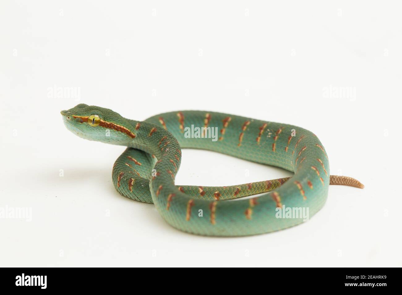 Wagler's pit viper (Tropidolaemus wagleri) isolated on white background ...