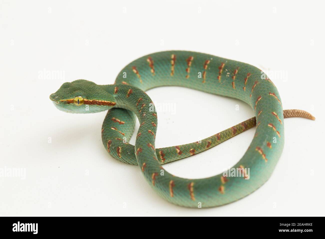 Wagler's pit viper (Tropidolaemus wagleri) isolated on white background ...