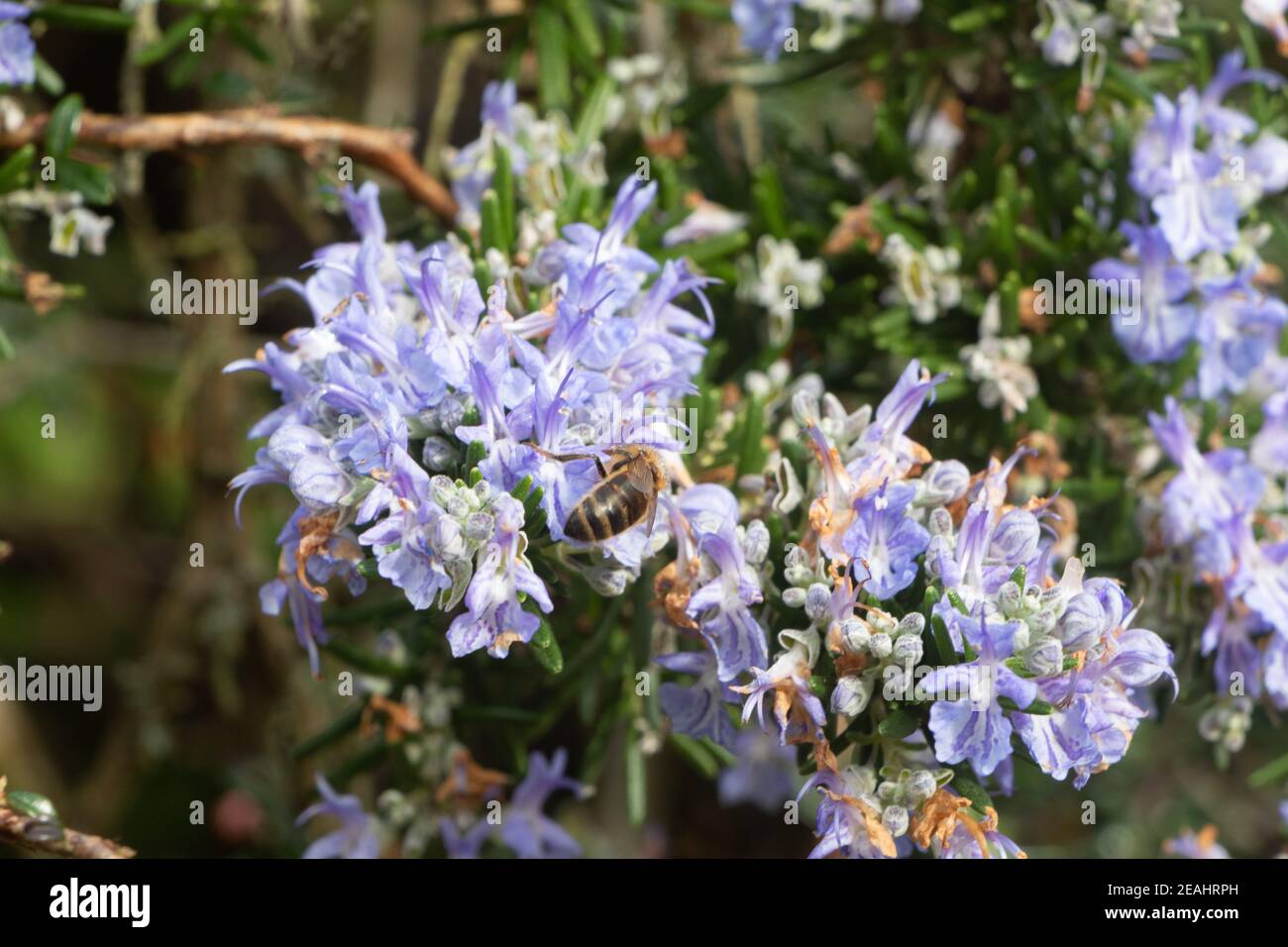 Bee pollinating rosemary flowers in a garden during spring Stock Photo ...