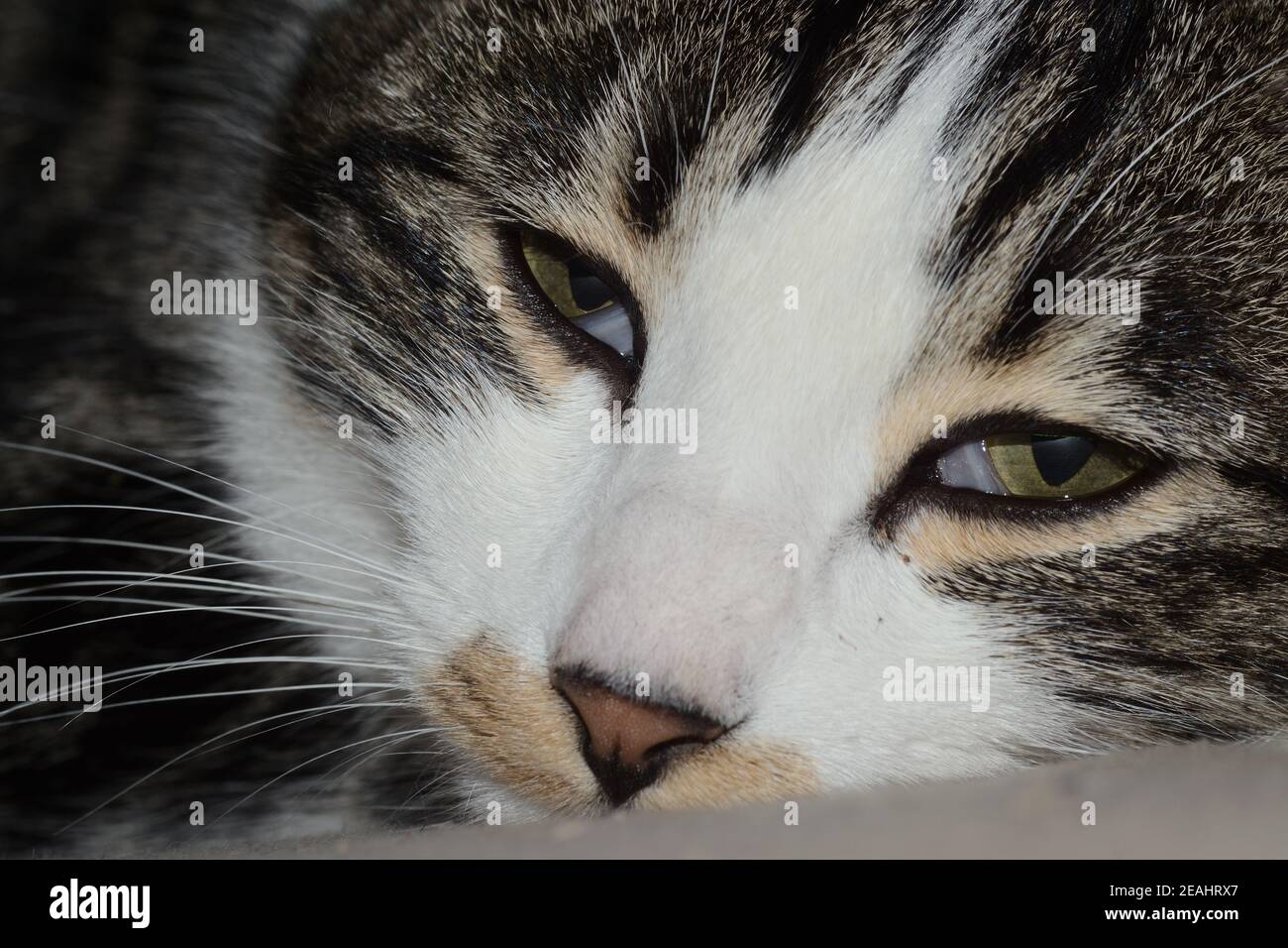 close-up portrait of a cat face Stock Photo - Alamy