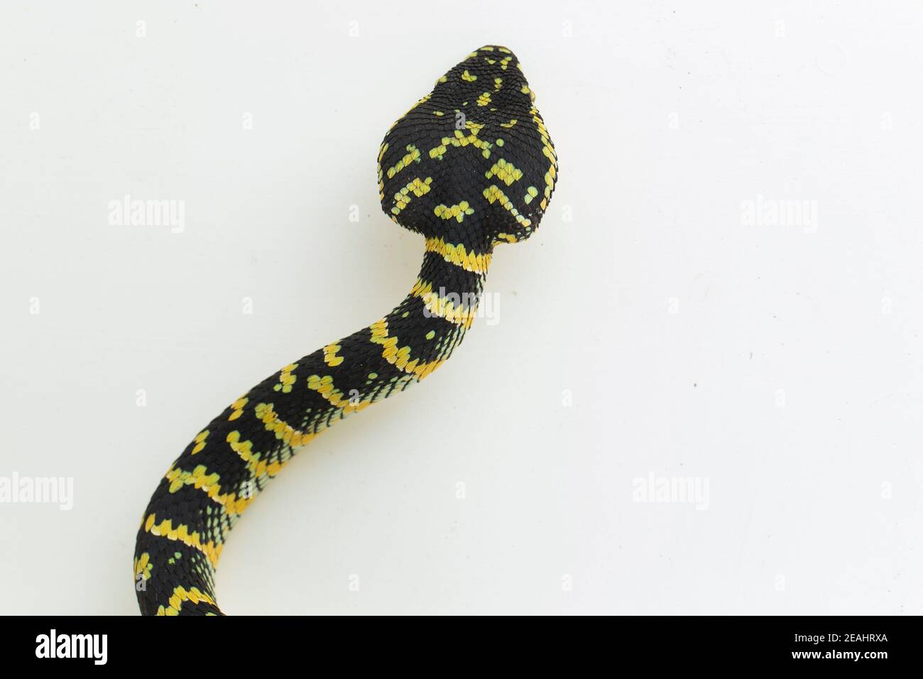 Wagler's pit viper (Tropidolaemus wagleri) isolated on white background ...