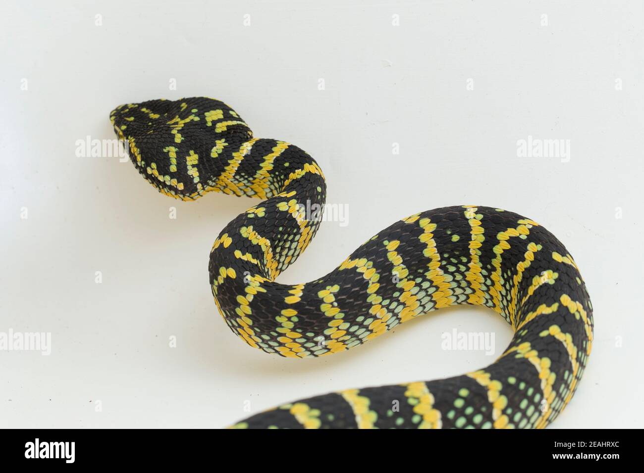 Wagler's pit viper (Tropidolaemus wagleri) isolated on white background ...