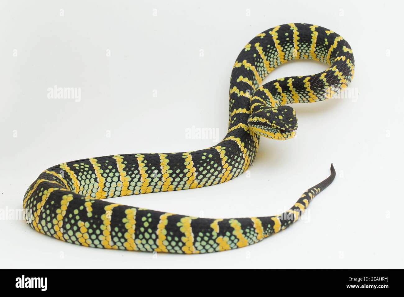Wagler's pit viper (Tropidolaemus wagleri) isolated on white background ...