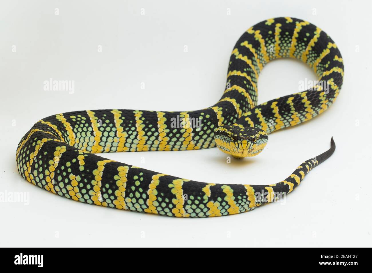 Temple Pit Viper High Resolution Stock Photography and Images - Alamy