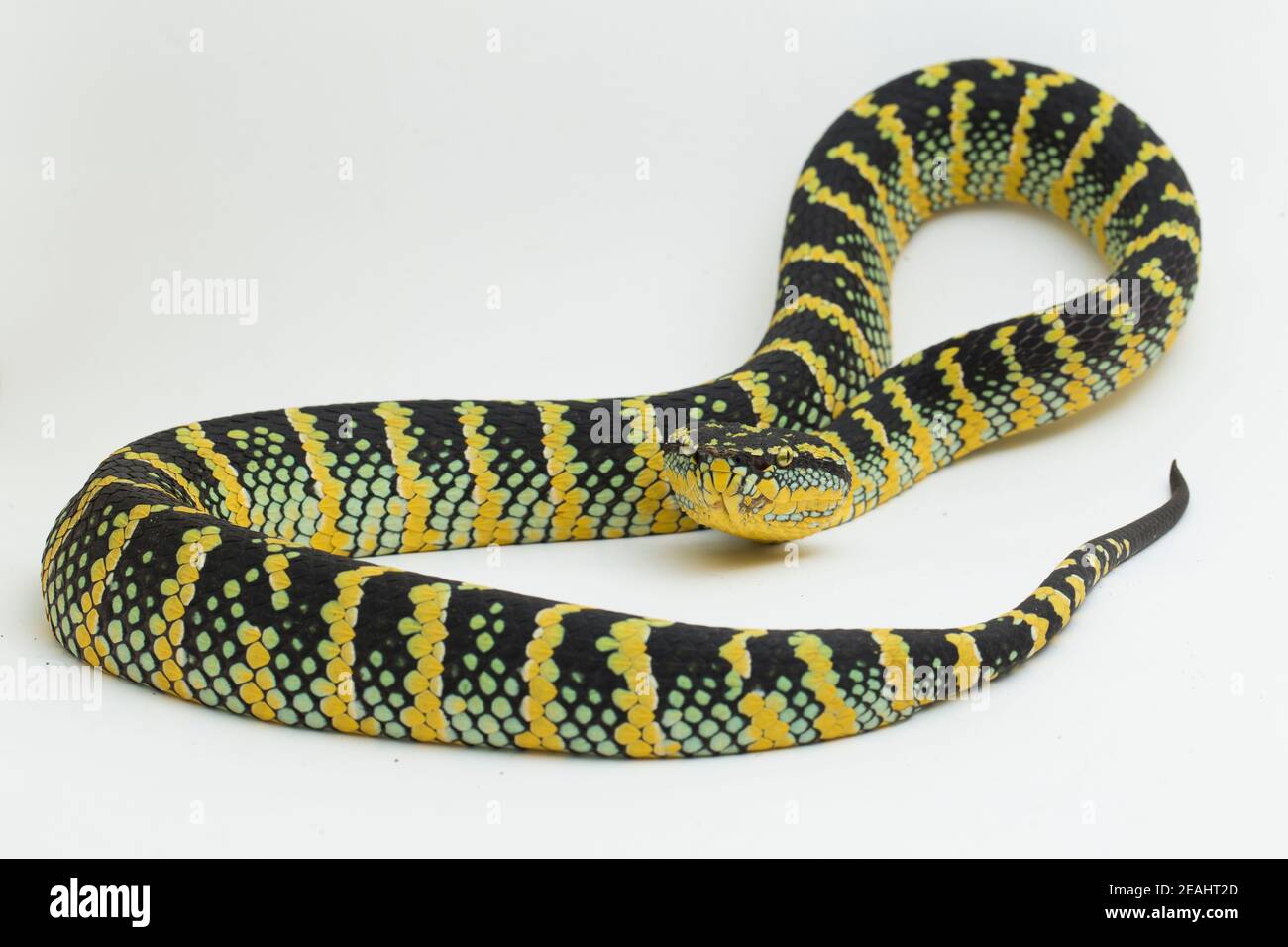 Wagler's pit viper (Tropidolaemus wagleri) isolated on white background ...