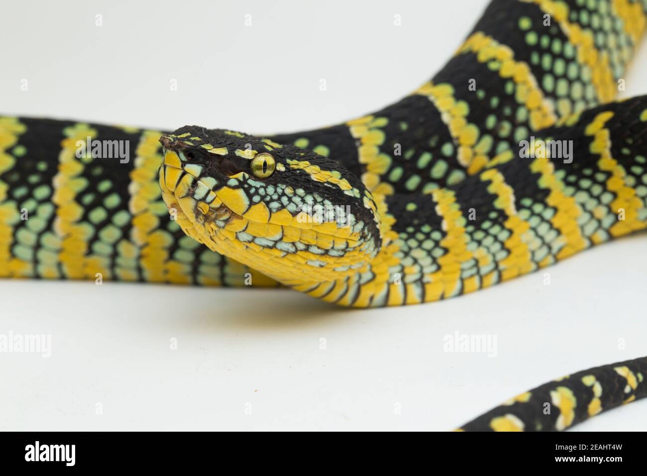 Wagler's pit viper (Tropidolaemus wagleri) isolated on white background ...