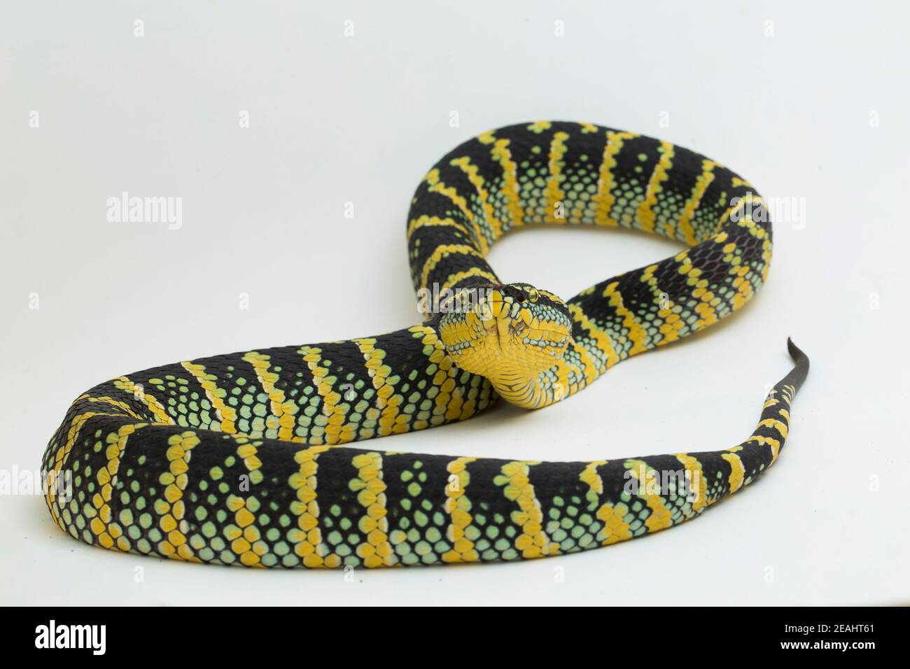 Wagler's pit viper (Tropidolaemus wagleri) isolated on white background ...
