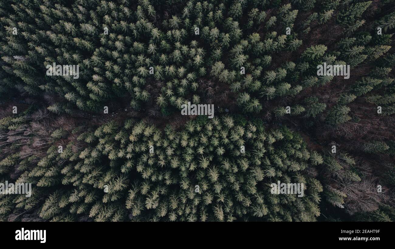 Aerial top view forest tree Stock Photo - Alamy