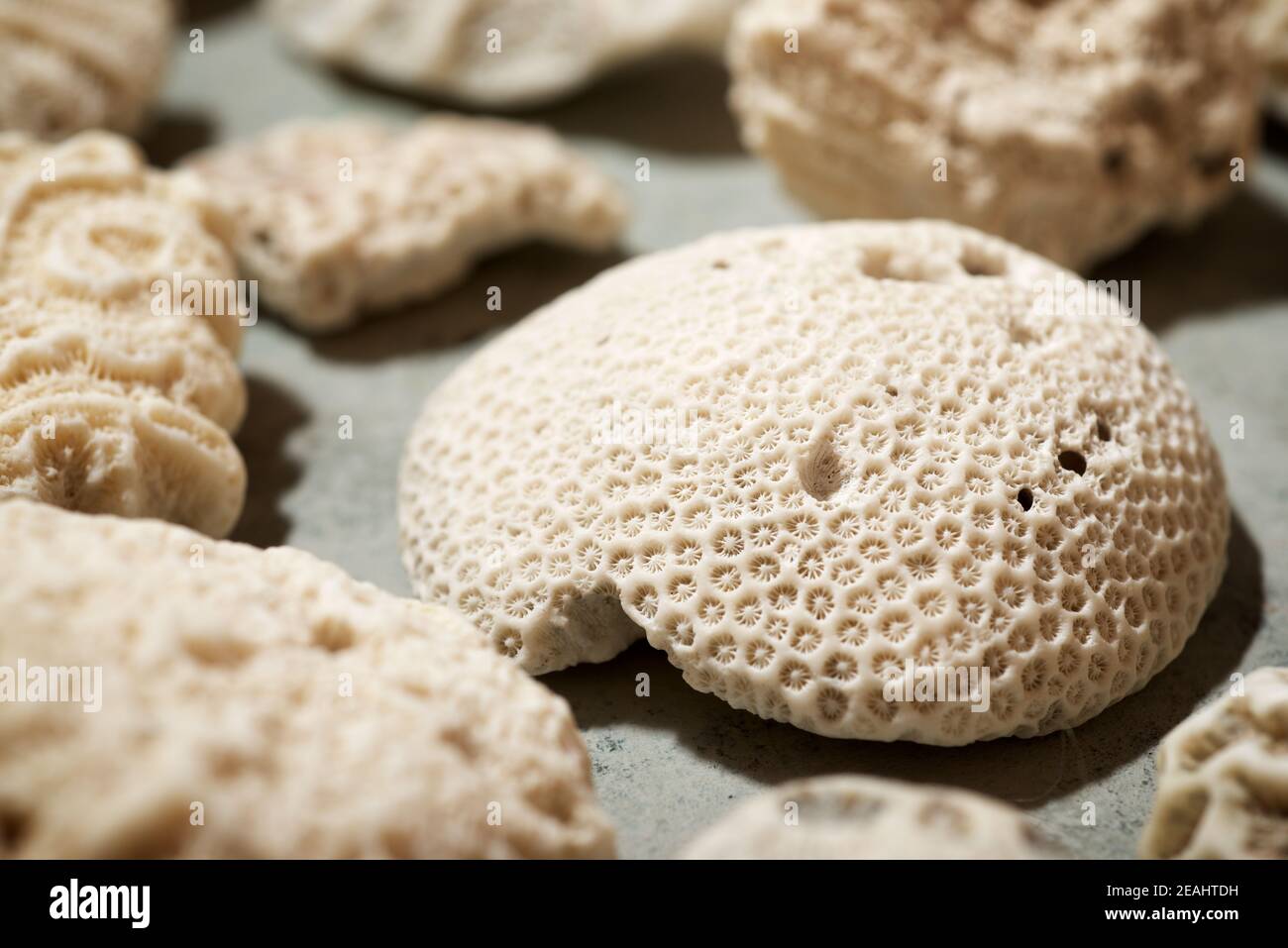 Porous coral structure hi-res stock photography and images - Alamy