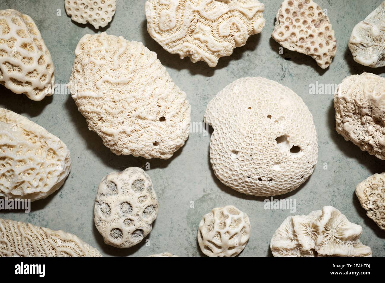 Collection of coral stones on a table Stock Photo - Alamy