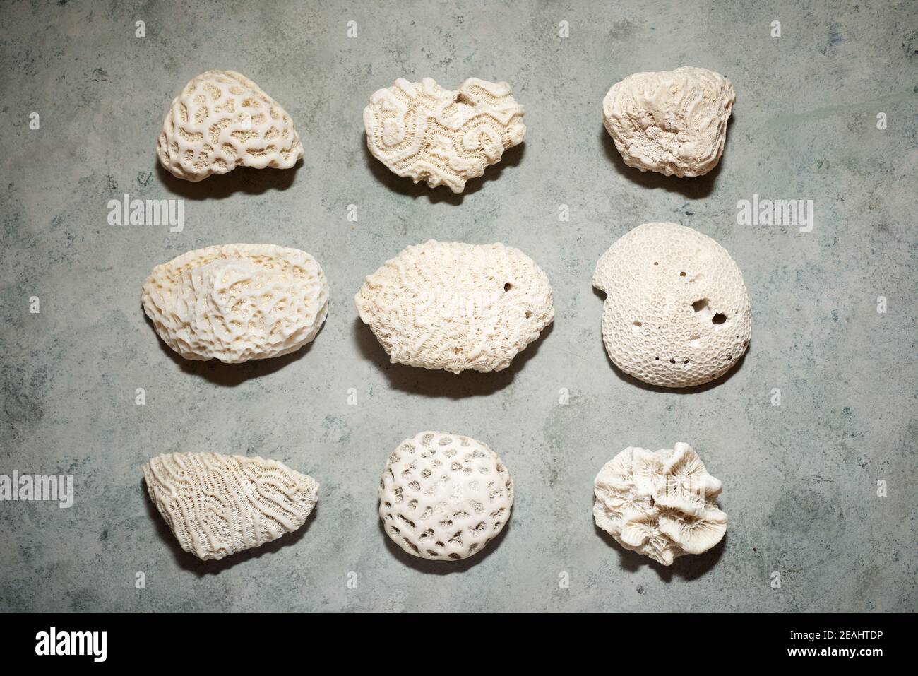 Porous coral structure hi-res stock photography and images - Alamy