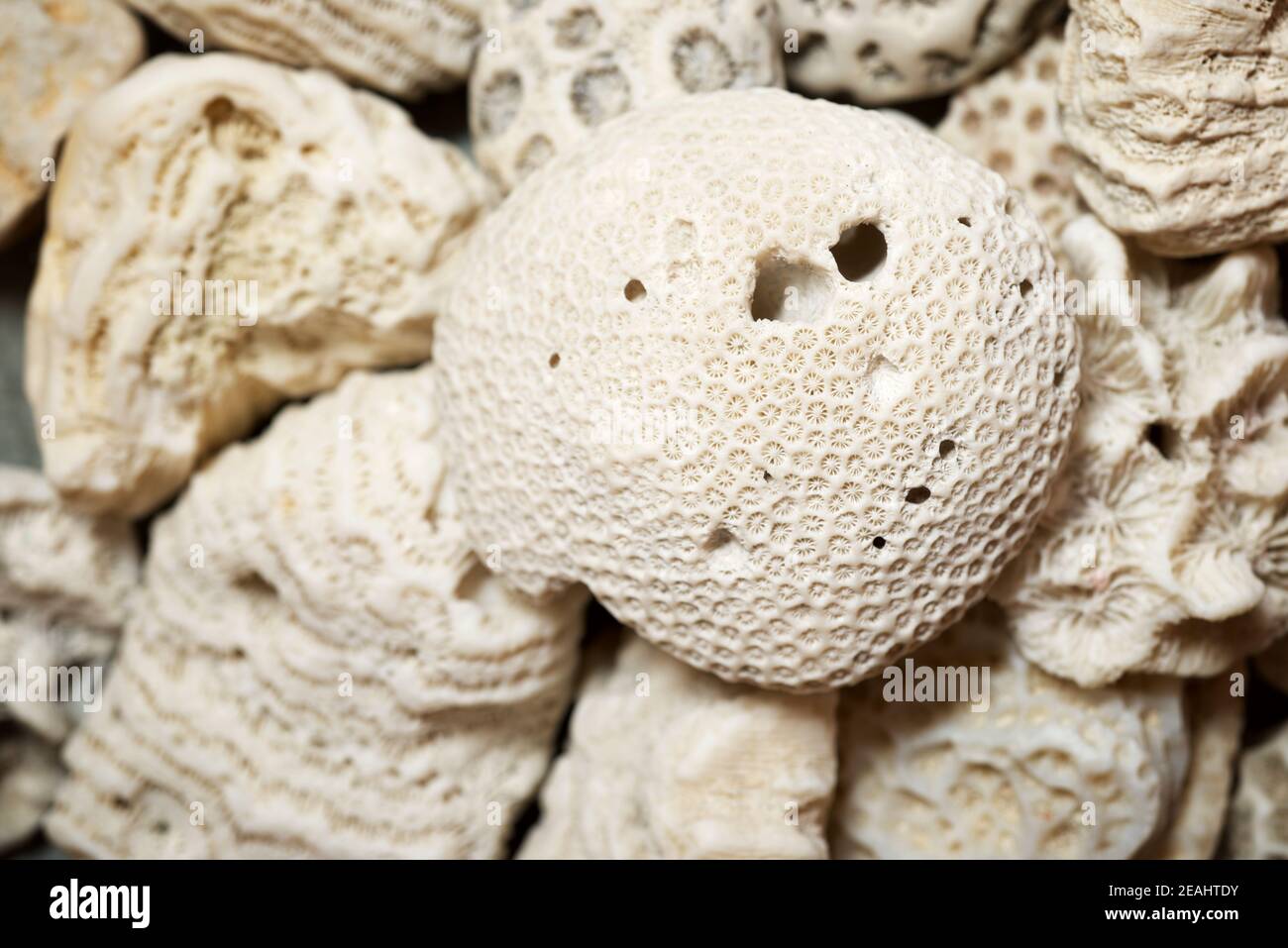Porous coral structure hi-res stock photography and images - Alamy