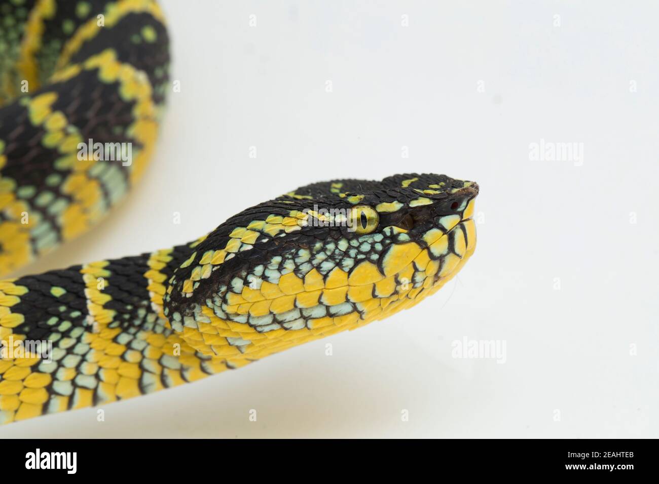 Wagler's pit viper (Tropidolaemus wagleri) isolated on white background ...