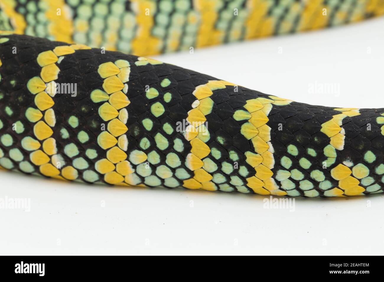 Wagler's pit viper (Tropidolaemus wagleri) isolated on white background ...