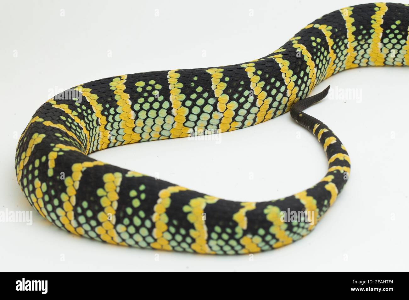 Wagler's pit viper (Tropidolaemus wagleri) isolated on white background ...