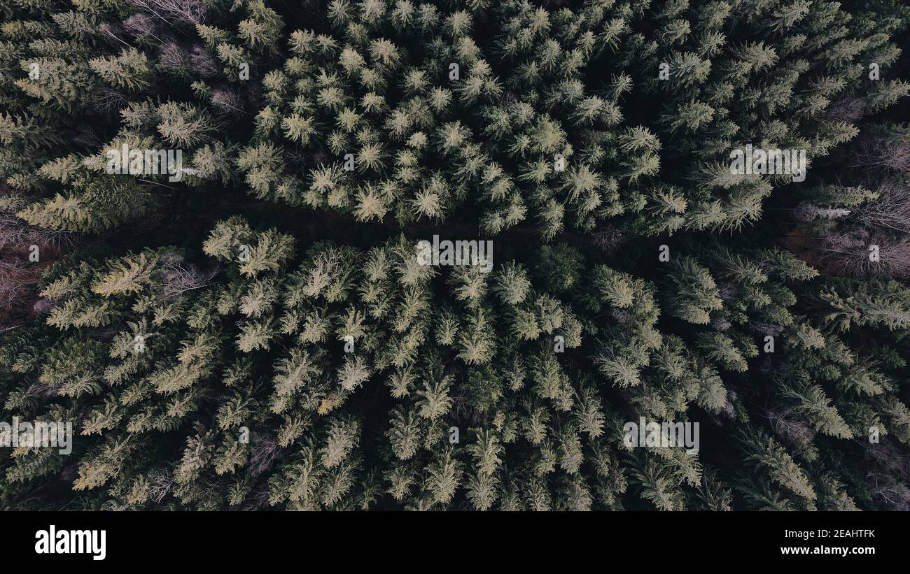 Aerial top view forest tree Stock Photo - Alamy