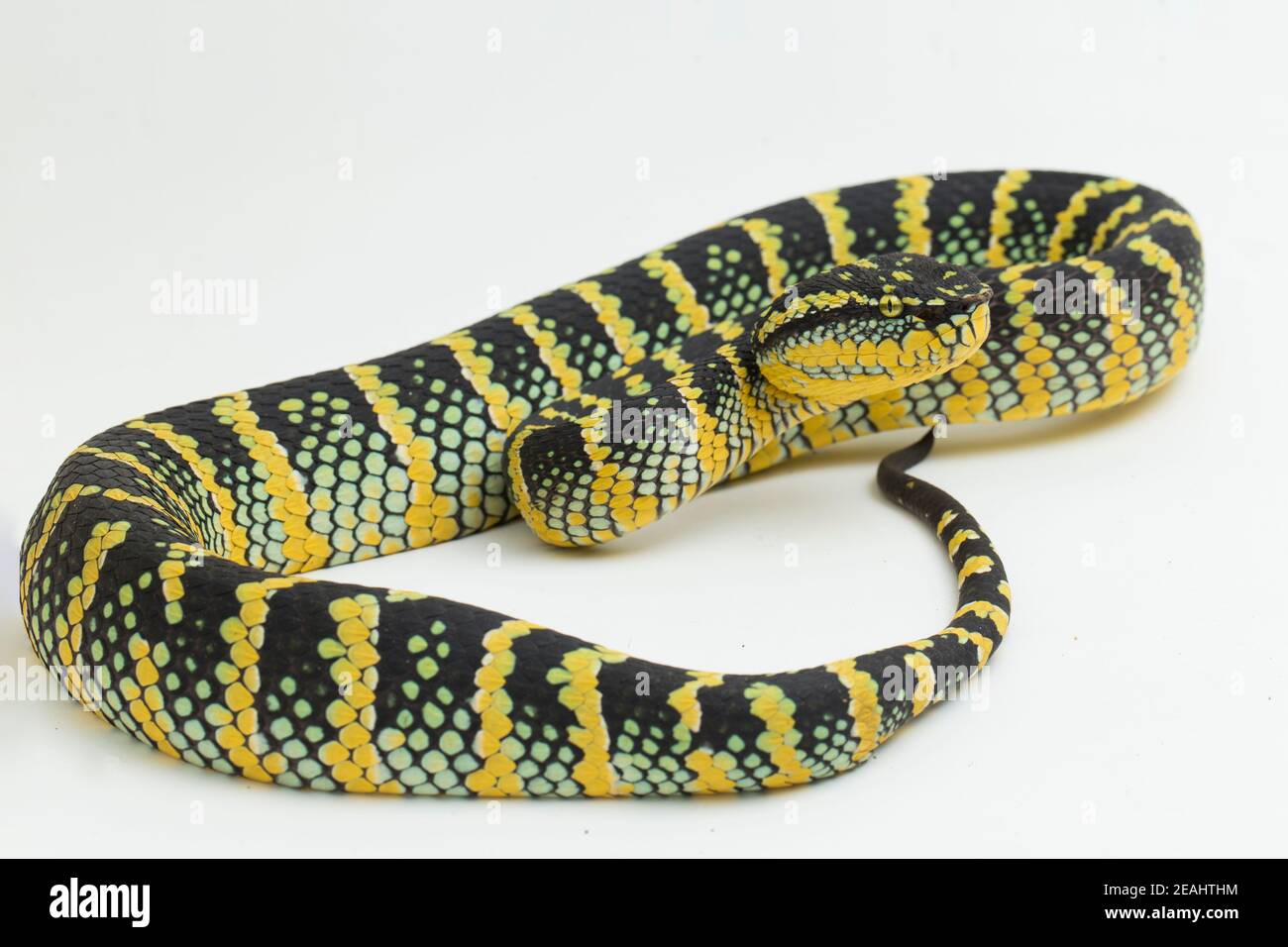 Wagler's pit viper (Tropidolaemus wagleri) isolated on white background ...