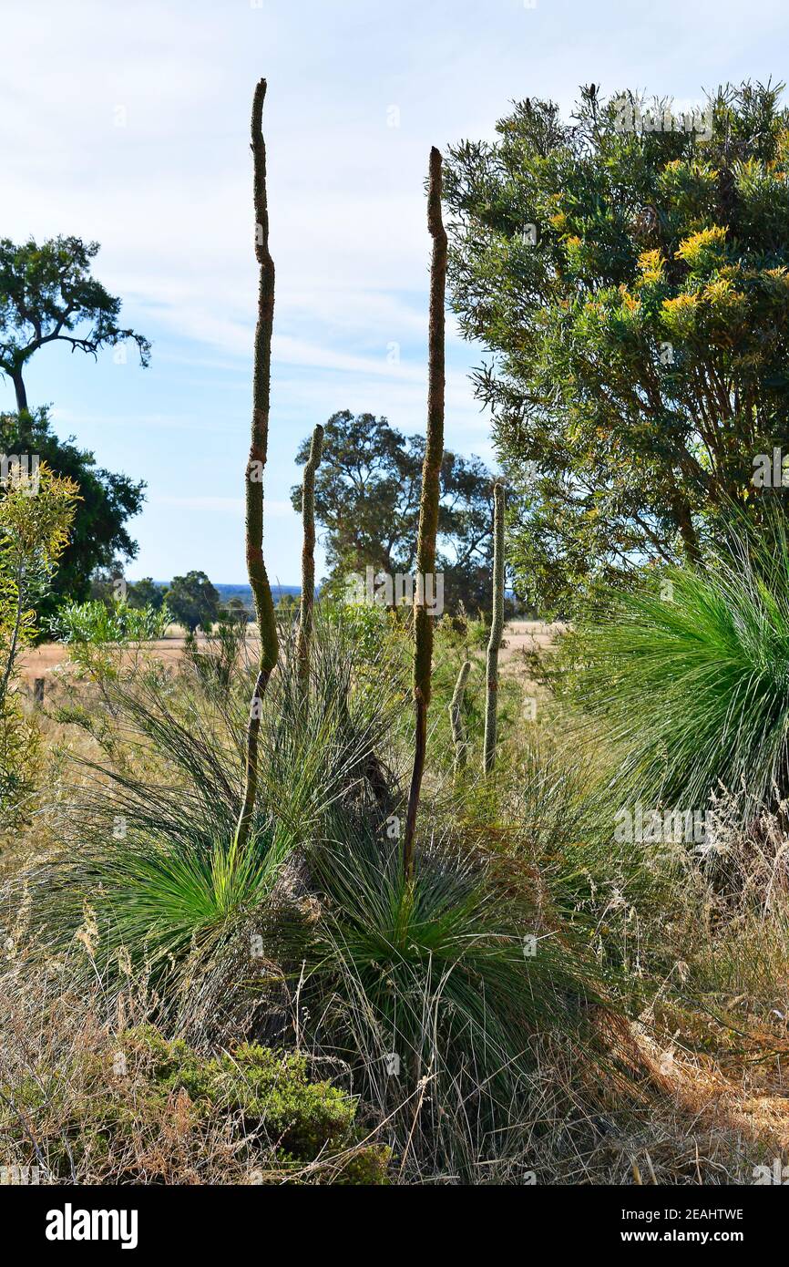 Grass tree australia hi-res stock photography and images - Alamy