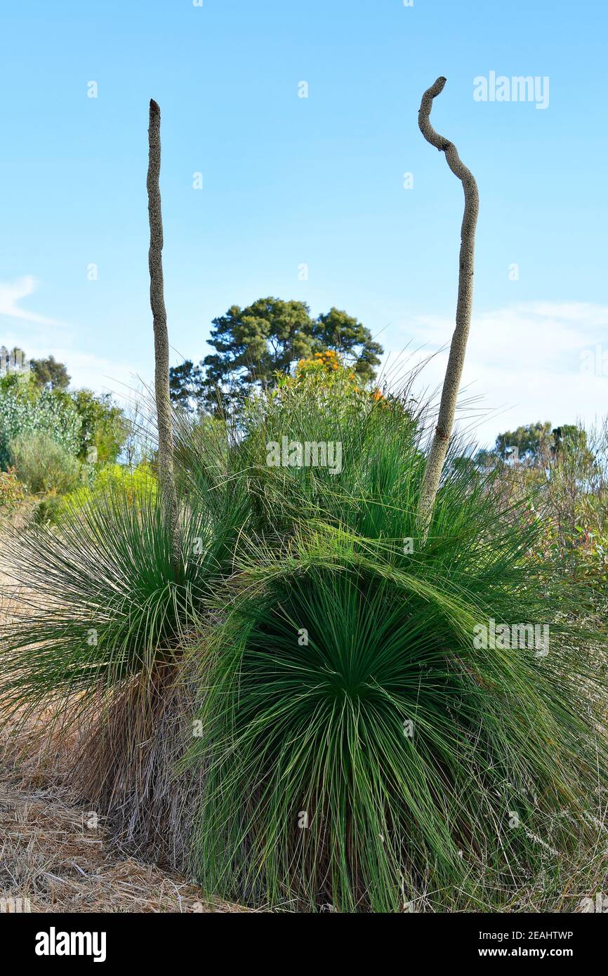 Grass tree australia hi-res stock photography and images - Alamy