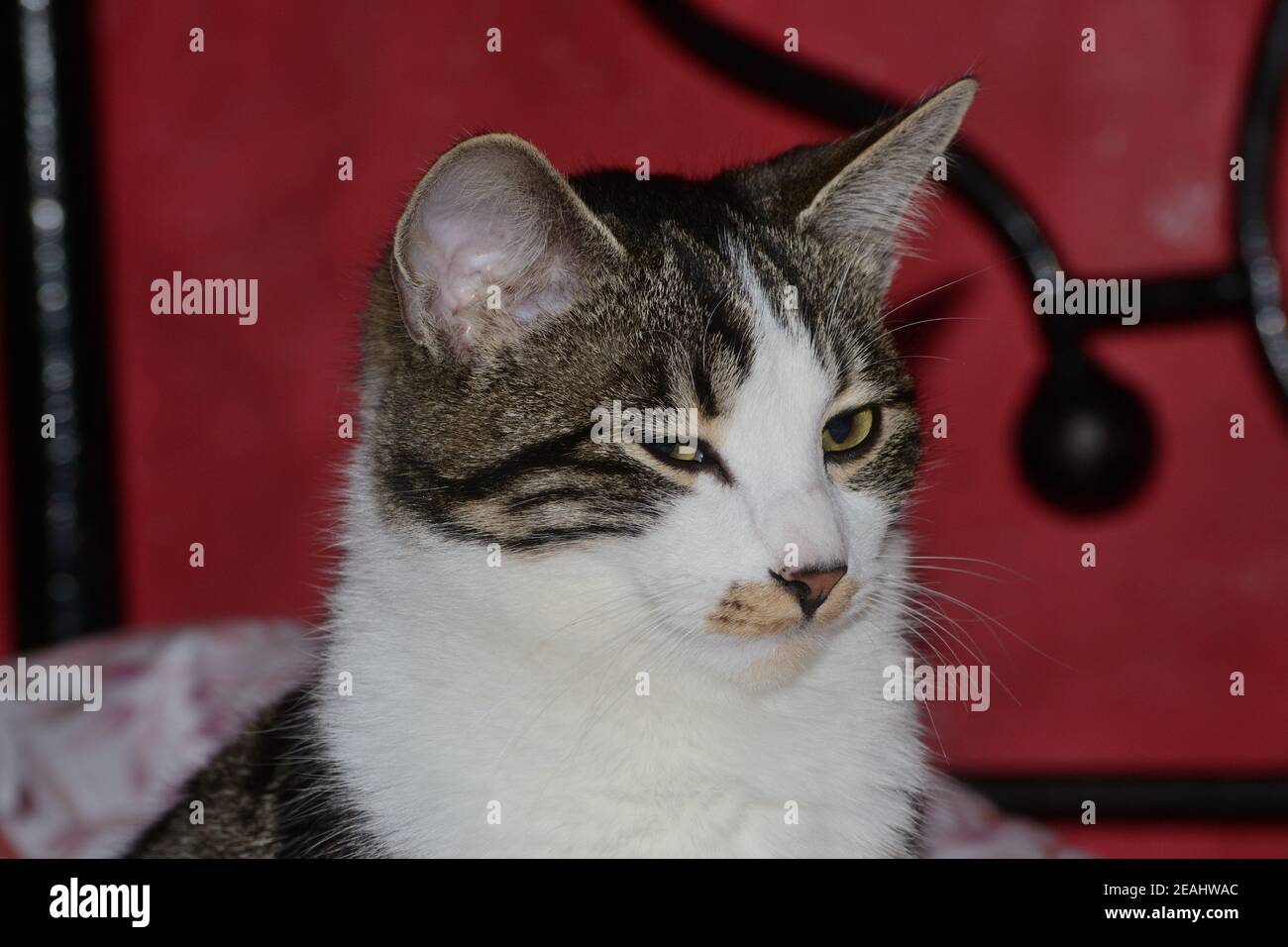 Tired tired cat hi-res stock photography and images - Alamy