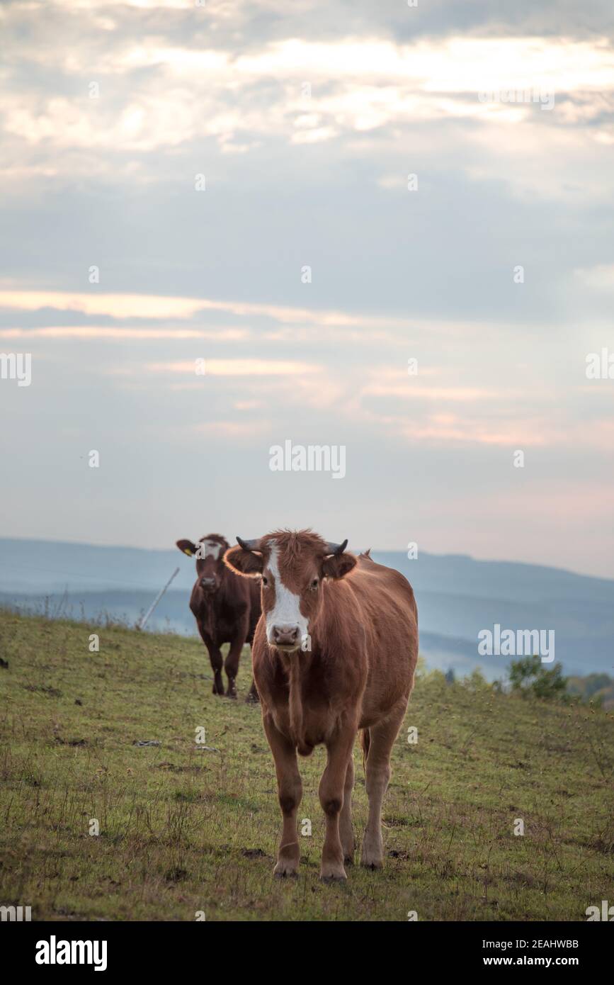 Curious mode hi-res stock photography and images - Alamy