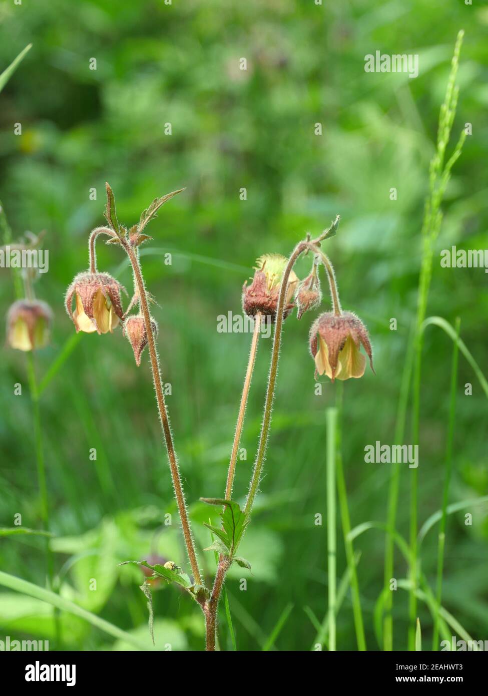 Curved flower stems hi-res stock photography and images - Alamy