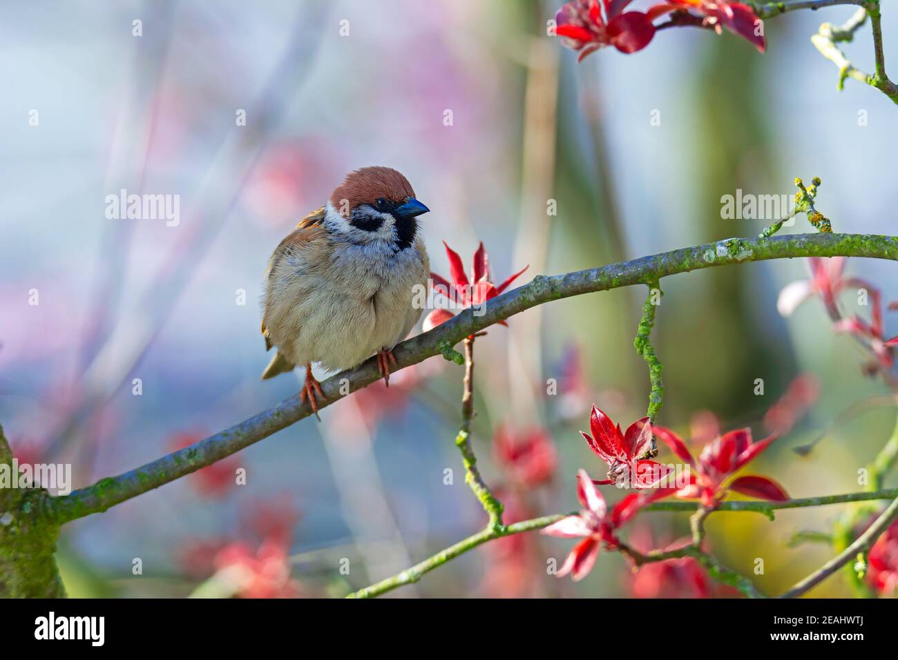 Sparrow bird sitting on the brach of a tree Stock Photo - Alamy