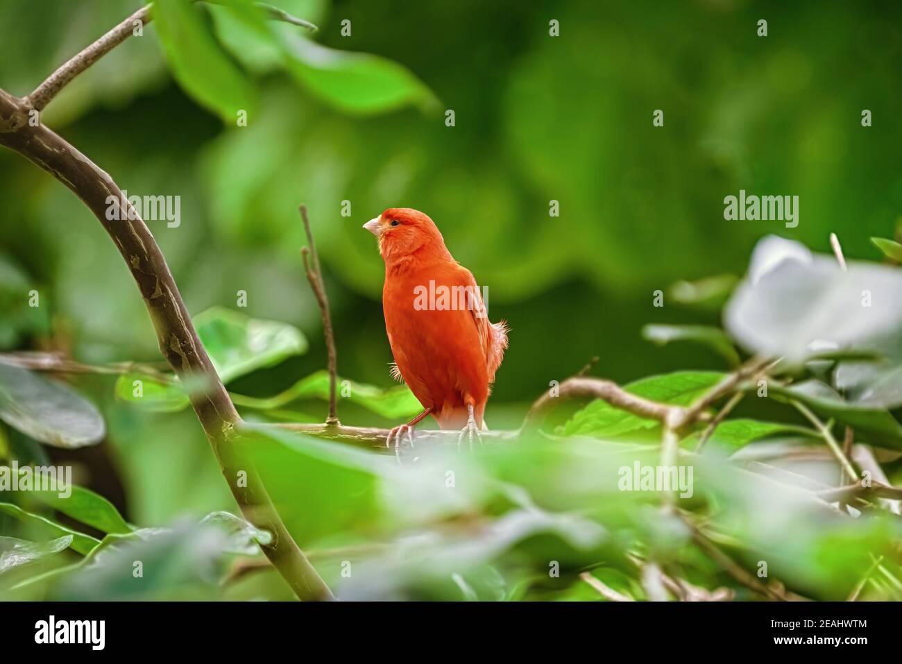 Red canary hi-res stock photography and images - Alamy
