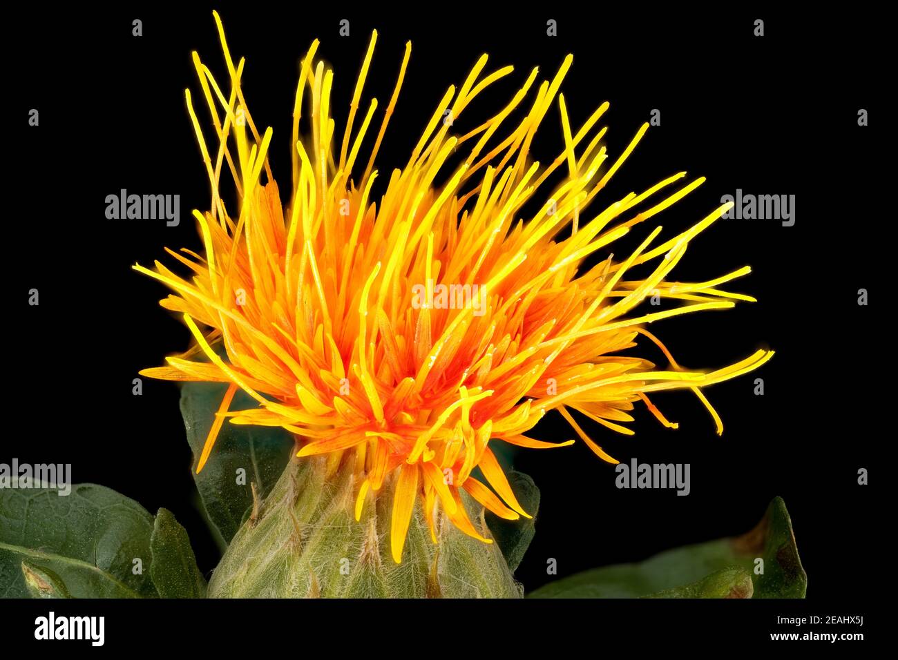 Safflower hi-res stock photography and images - Alamy
