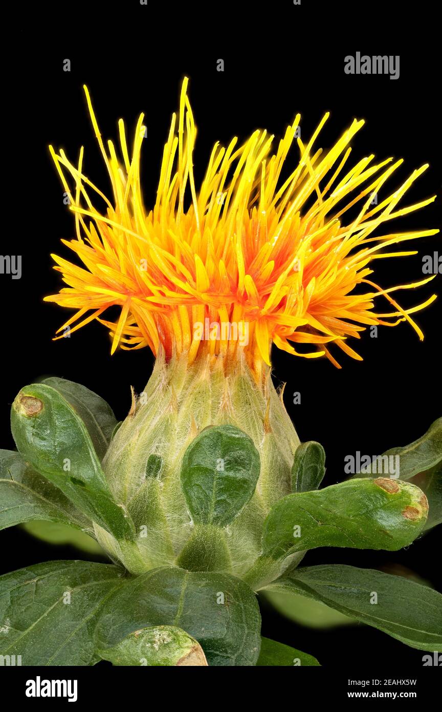 Safflower High Resolution Stock Photography and Images - Alamy