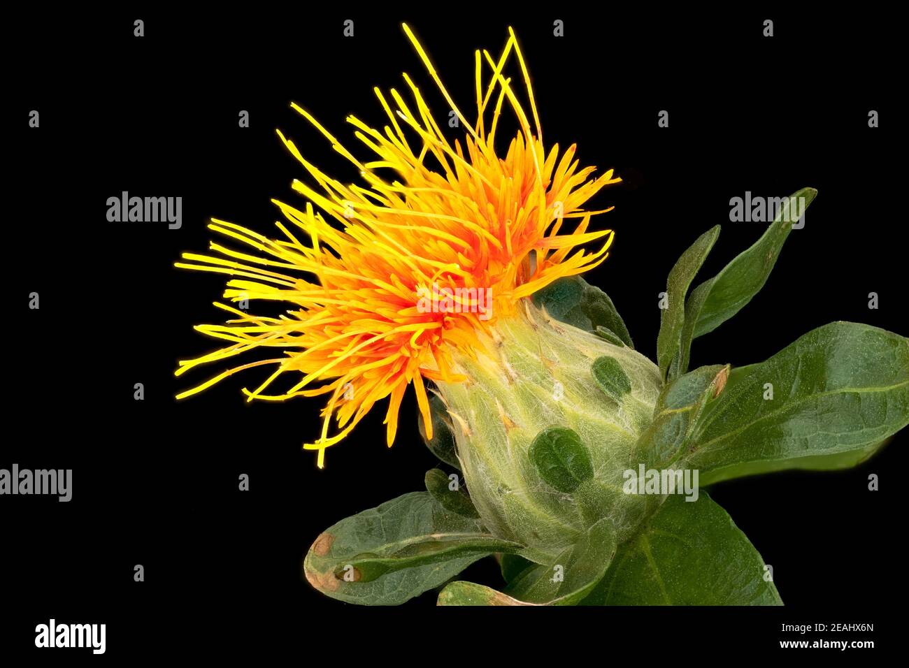 Safflower hi-res stock photography and images - Alamy