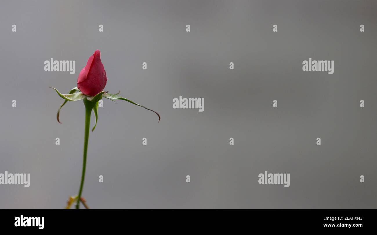 Unopened rose hi-res stock photography and images - Alamy