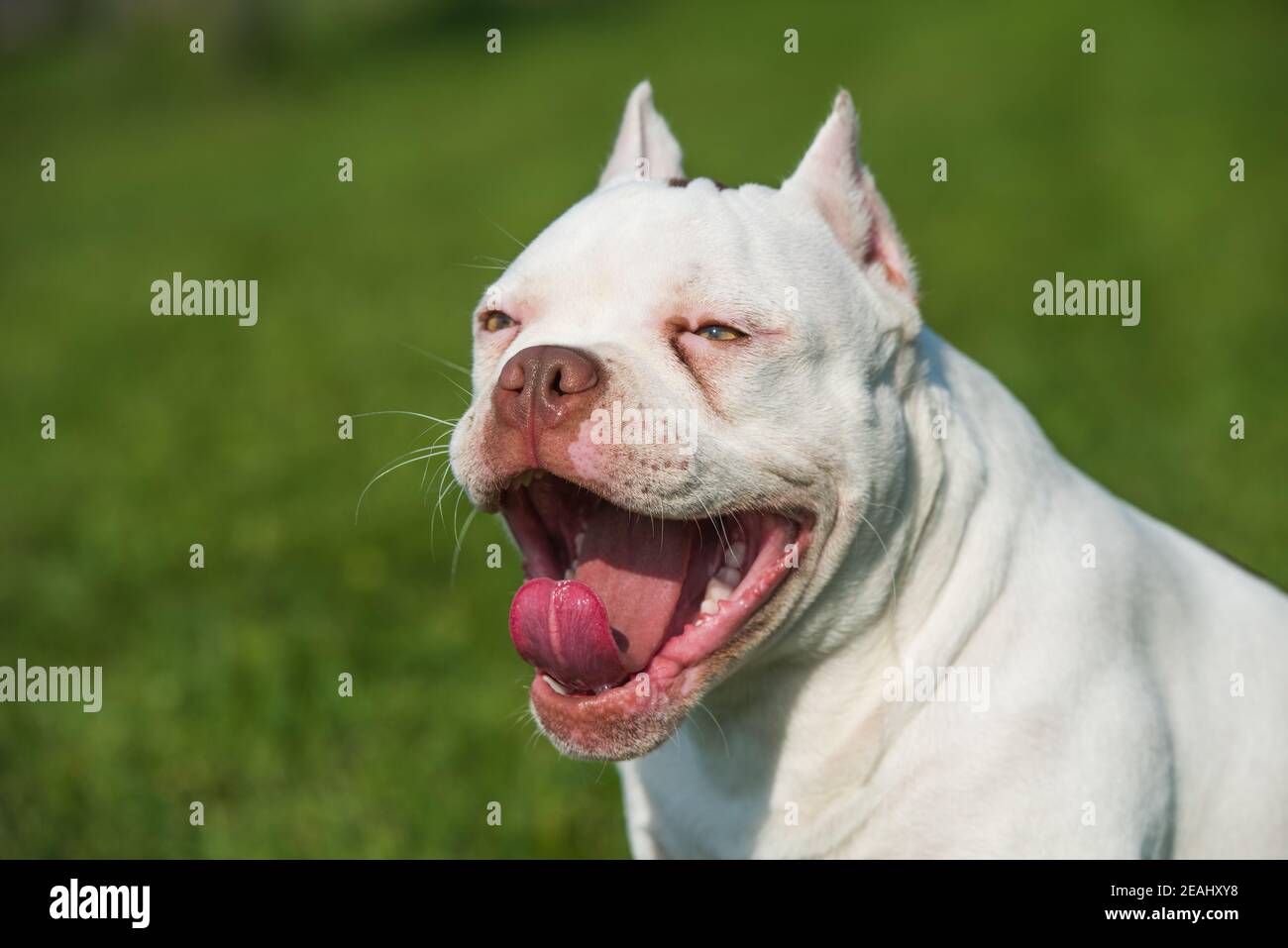 American bulldog bark High Resolution Stock Photography and Images - Alamy