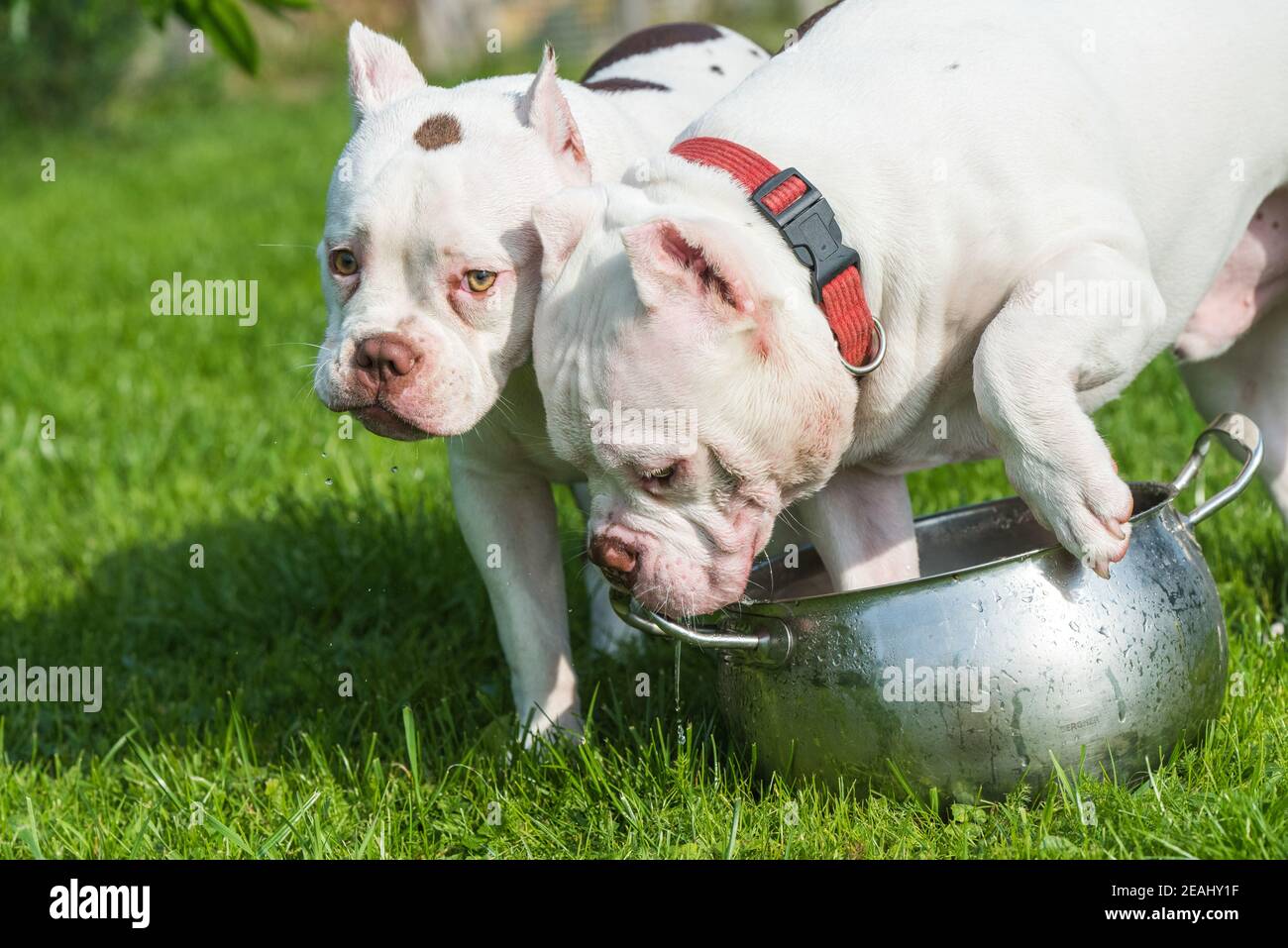 White Bully Pitbulls