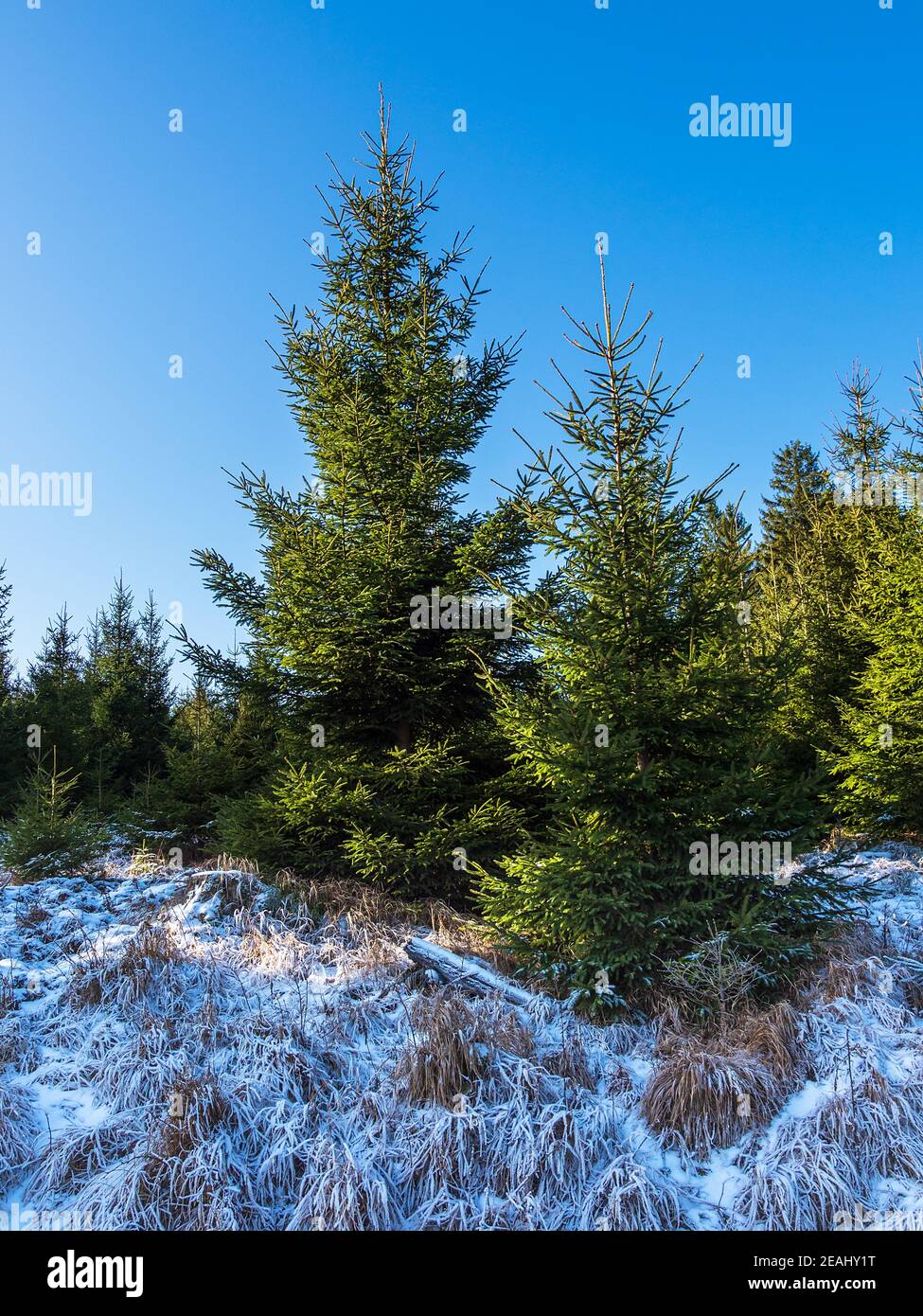 Winter time in the Ore Mountains in Oberwiesenthal, Germany Stock Photo ...