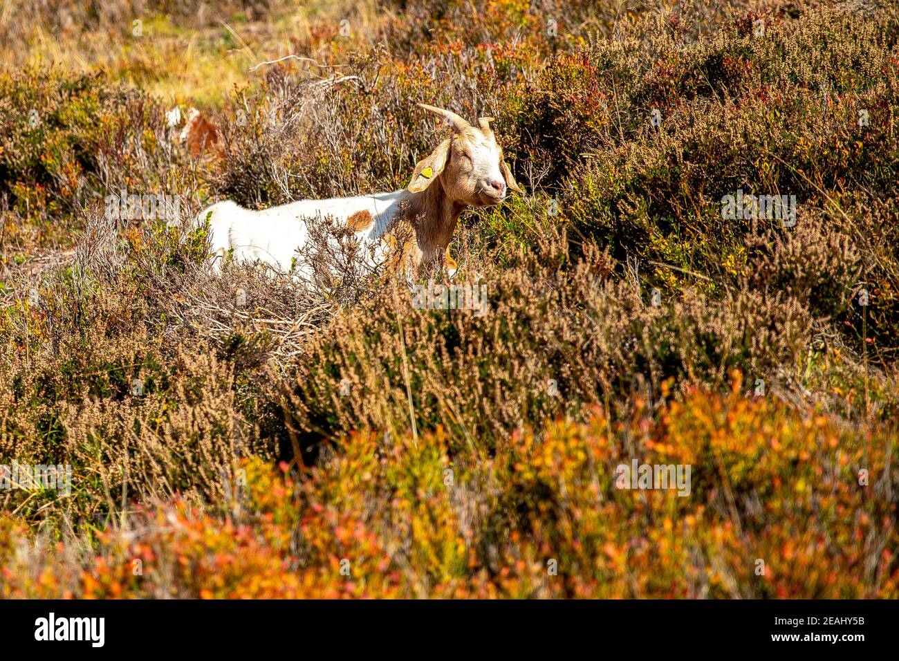 Goat on the Menzenschwander goat path Stock Photo - Alamy