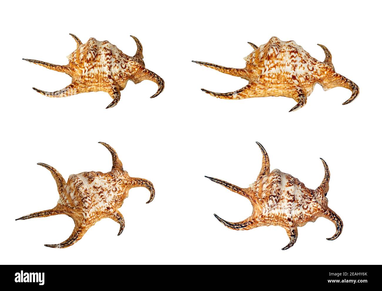 Set of Sea shell isolated on a white background. Beautiful seashell ...