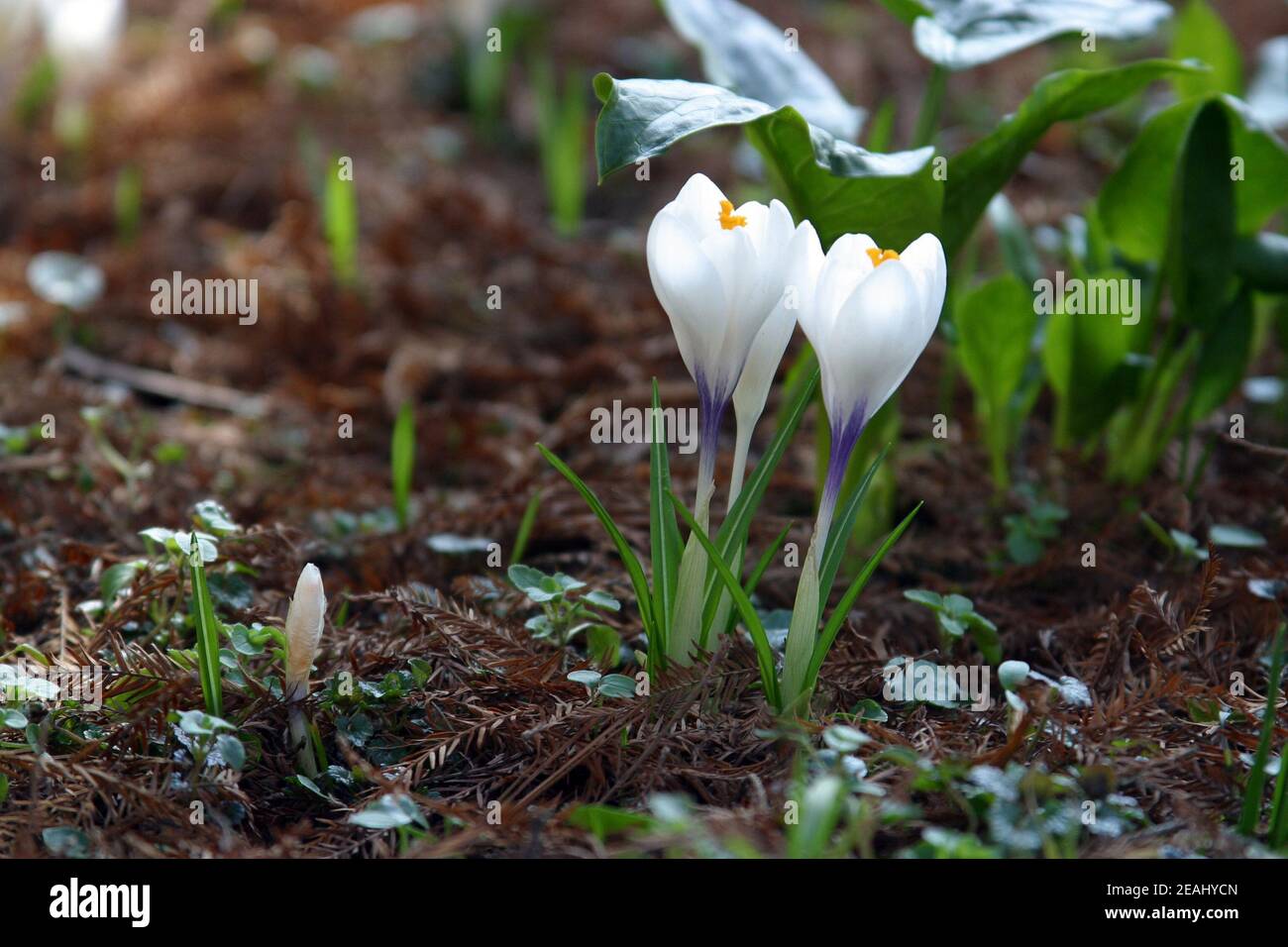 Group pure white crocus hi-res stock photography and images - Alamy