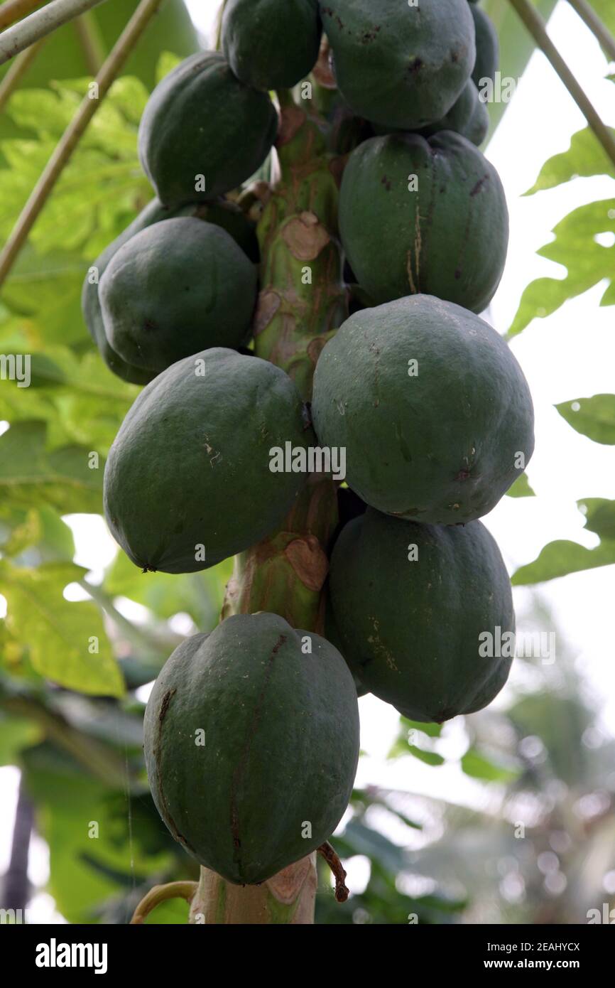 Papaya vendor india hi-res stock photography and images - Alamy