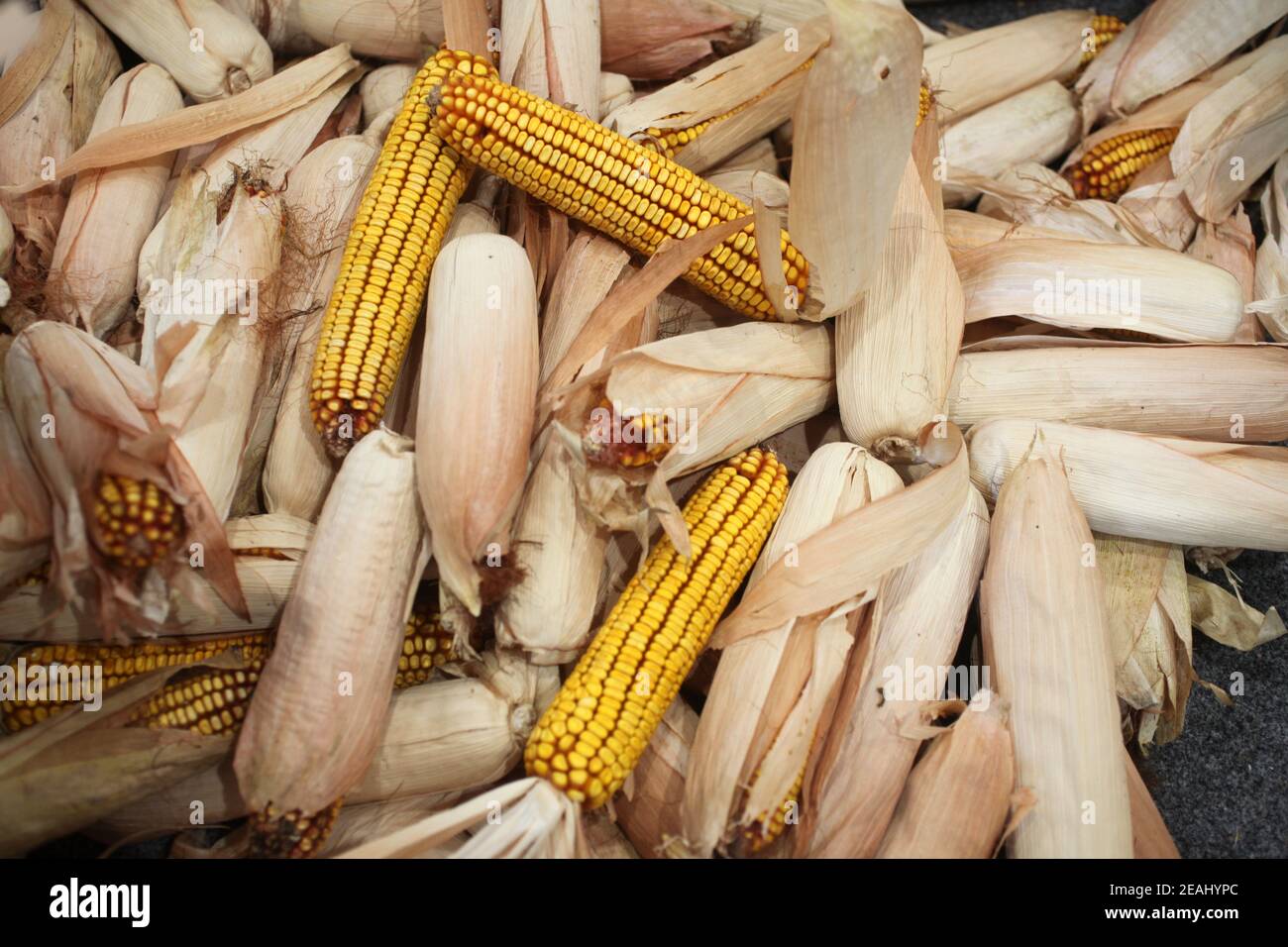 Dry Corn Cob High Resolution Stock Photography and Images - Alamy