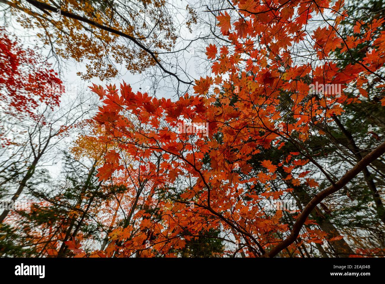 Autumn in forest - maple leaves in sunlight. Wide angle shot Stock ...