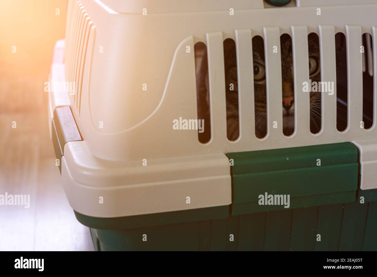 domestic cat in a transport box for transporting animals. vacation with ...