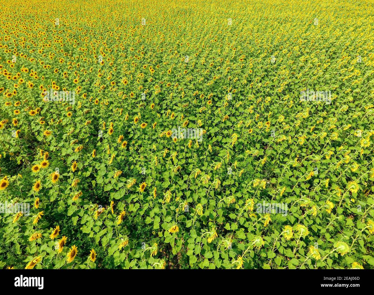 Aerial view of agricultural fields flowering oilseed. Field of ...