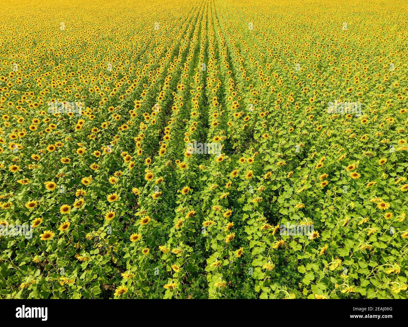 Aerial view of agricultural fields flowering oilseed. Field of ...