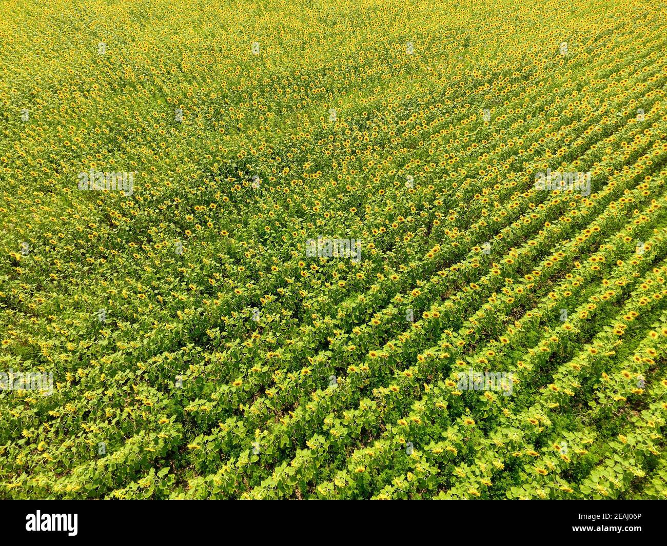 Aerial view of agricultural fields flowering oilseed. Field of ...